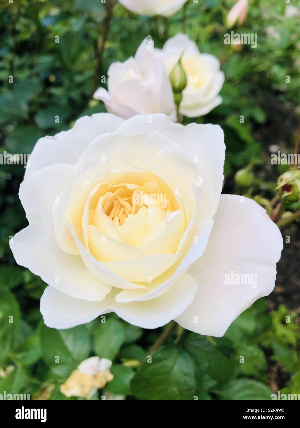 Beautiful White Rose Stock Photo - Alamy