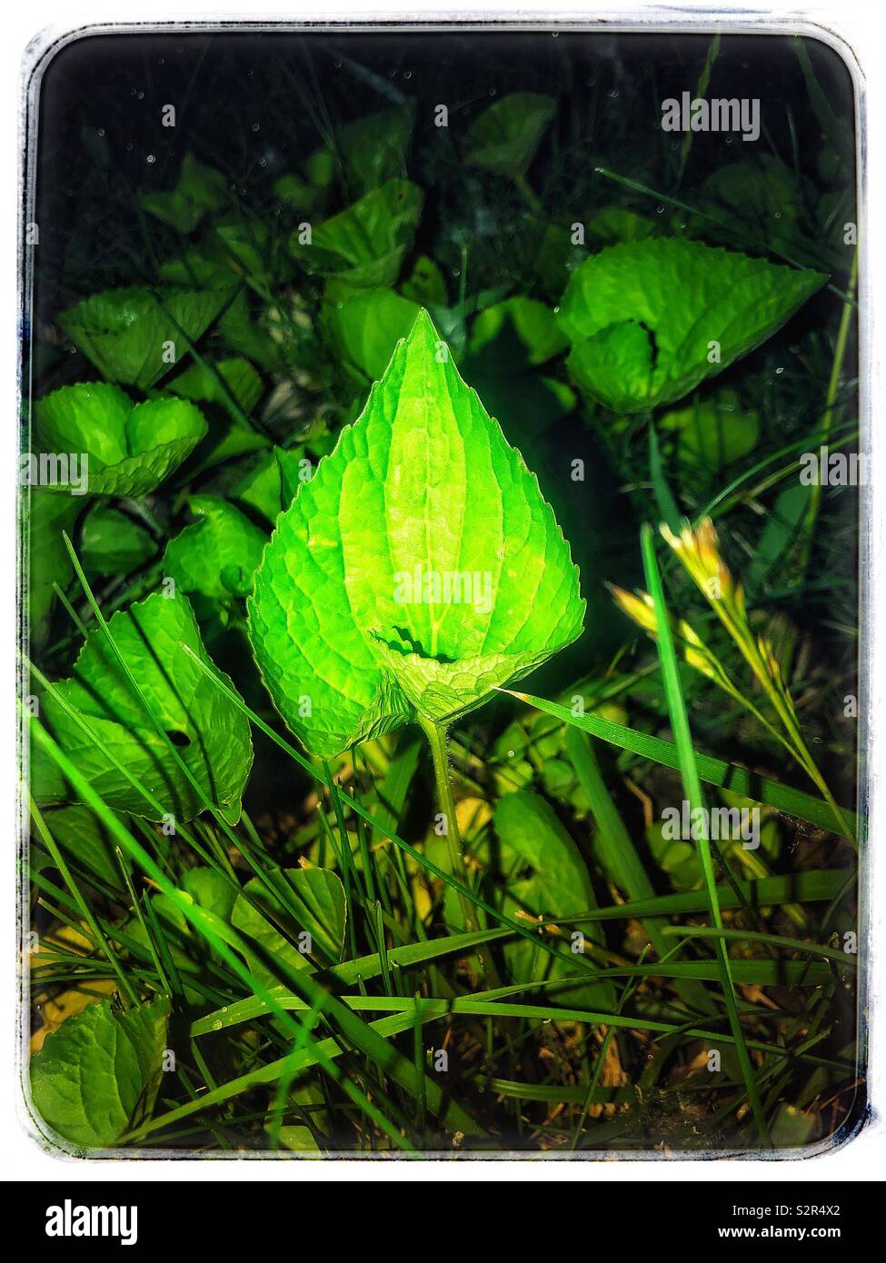 Single green leaf growing in grass Stock Photo - Alamy