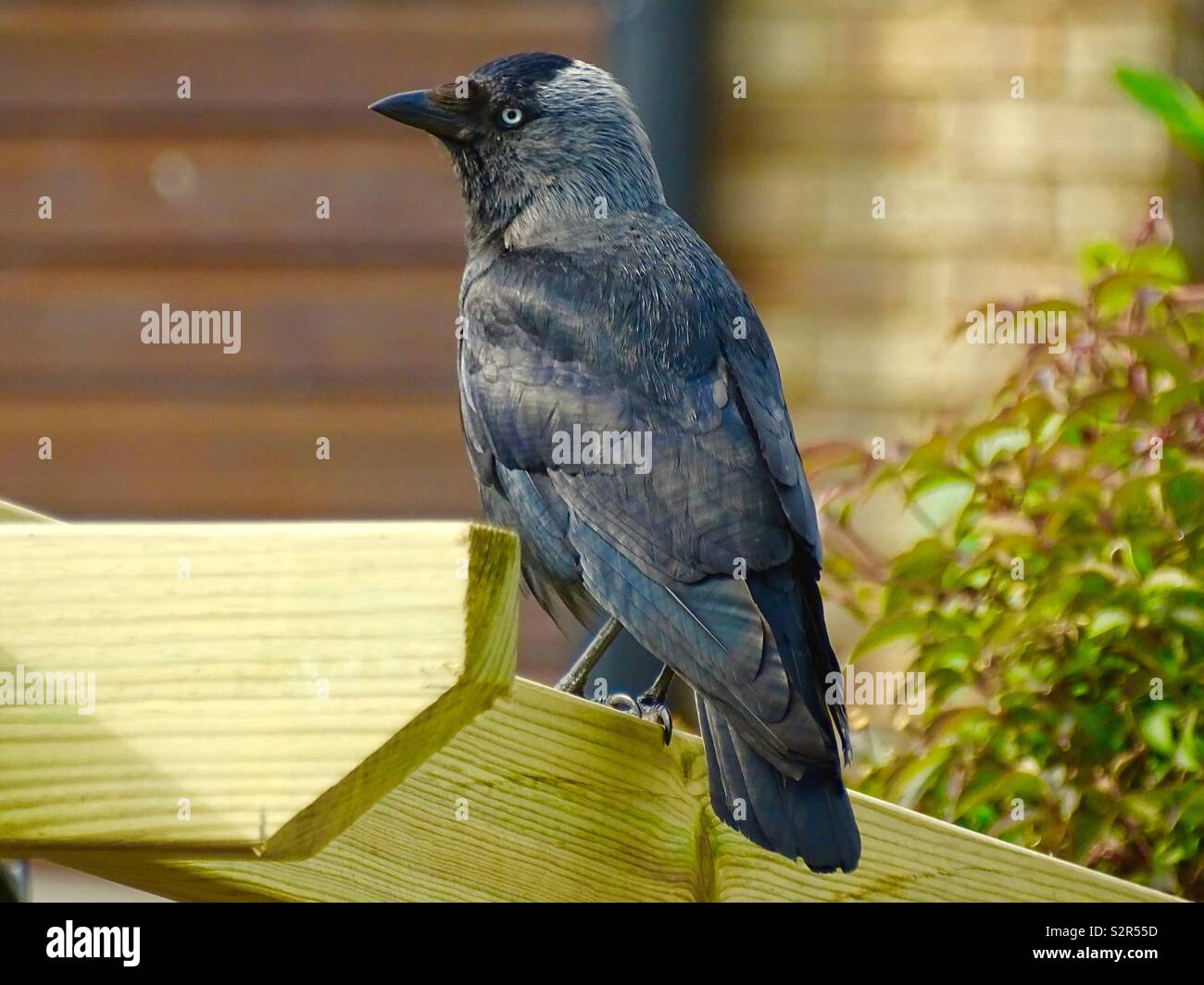 Jackdaw beak hi-res stock photography and images - Alamy