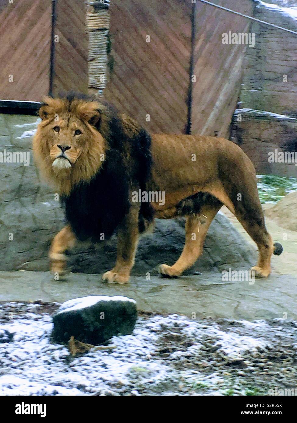 Sad lion hi-res stock photography and images - Alamy