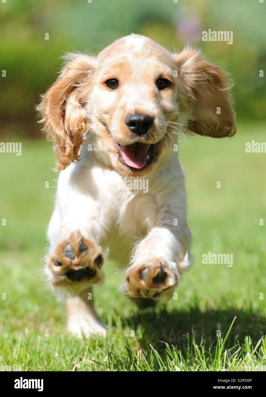 English show cocker spaniel hi-res stock photography and images - Alamy