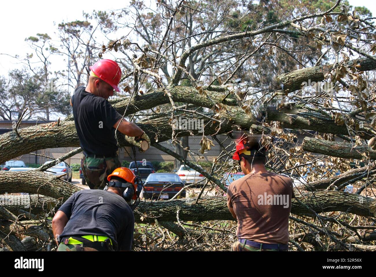 Katrina trees hi-res stock photography and images - Alamy