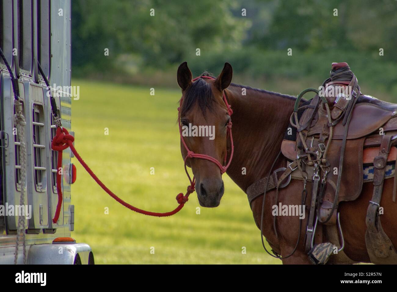 Beautiful saddle hi-res stock photography and images - Alamy