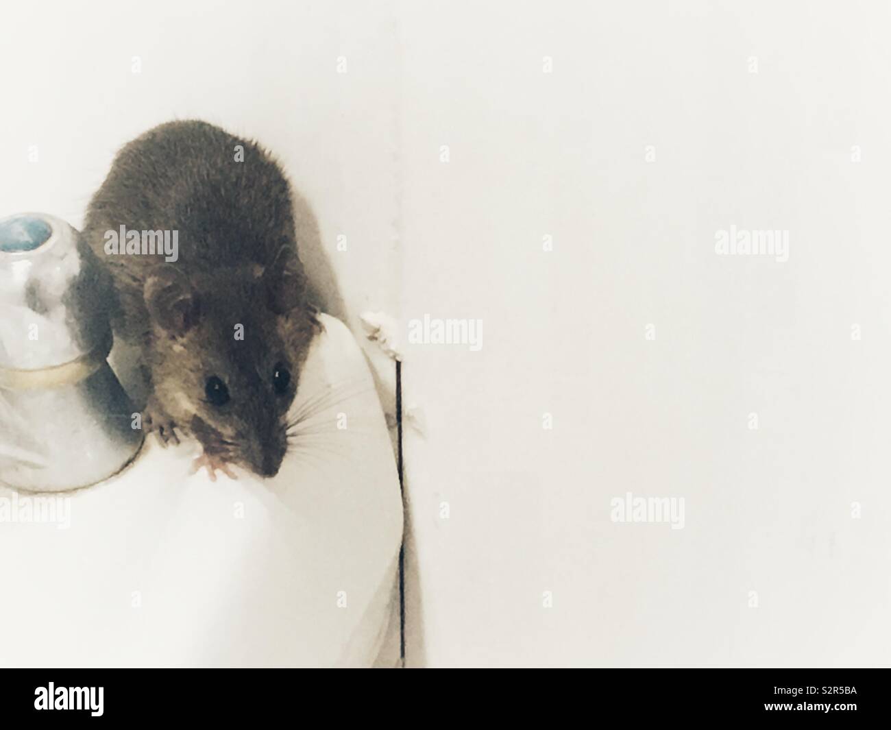 Little rat in the bathroom Stock Photo - Alamy