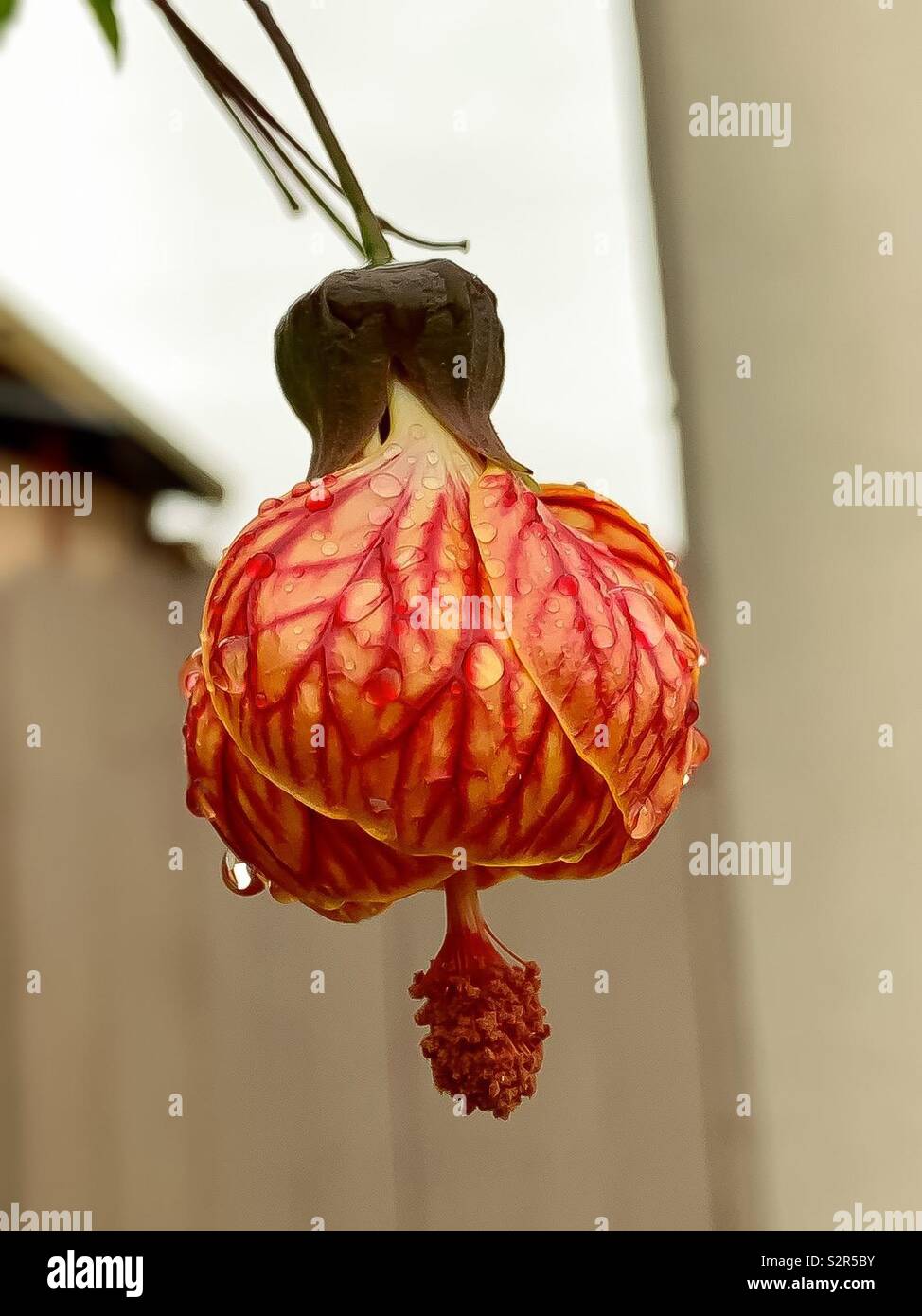 Abutilon striatum hi-res stock photography and images - Alamy