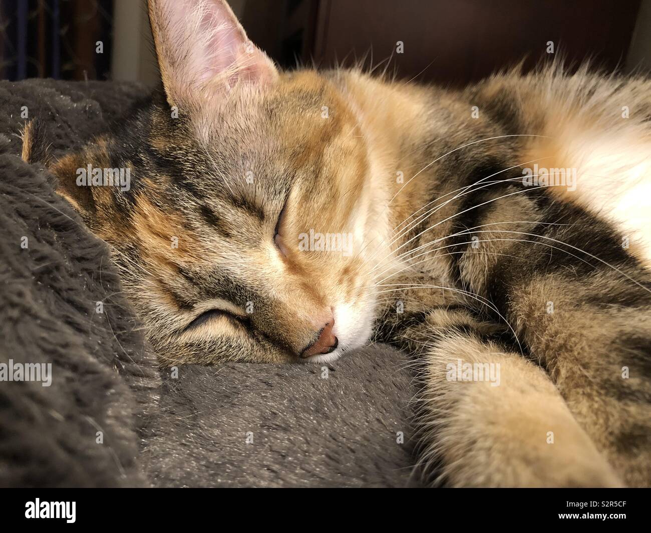 Pretty Calico High Resolution Stock Photography and Images - Alamy