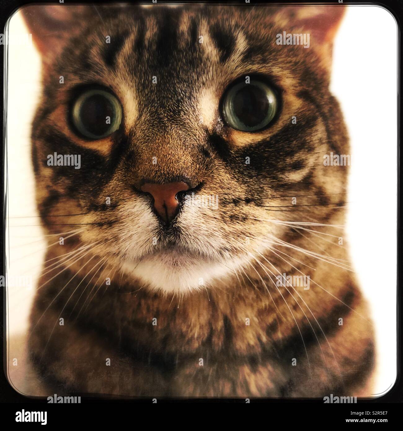 My expressive cat Tasha Stock Photo - Alamy