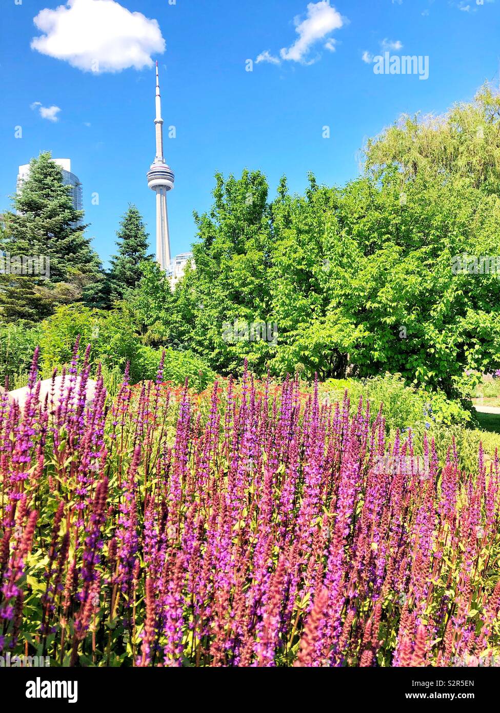 Nature and Toronto’s iconic CN Tower Stock Photo - Alamy