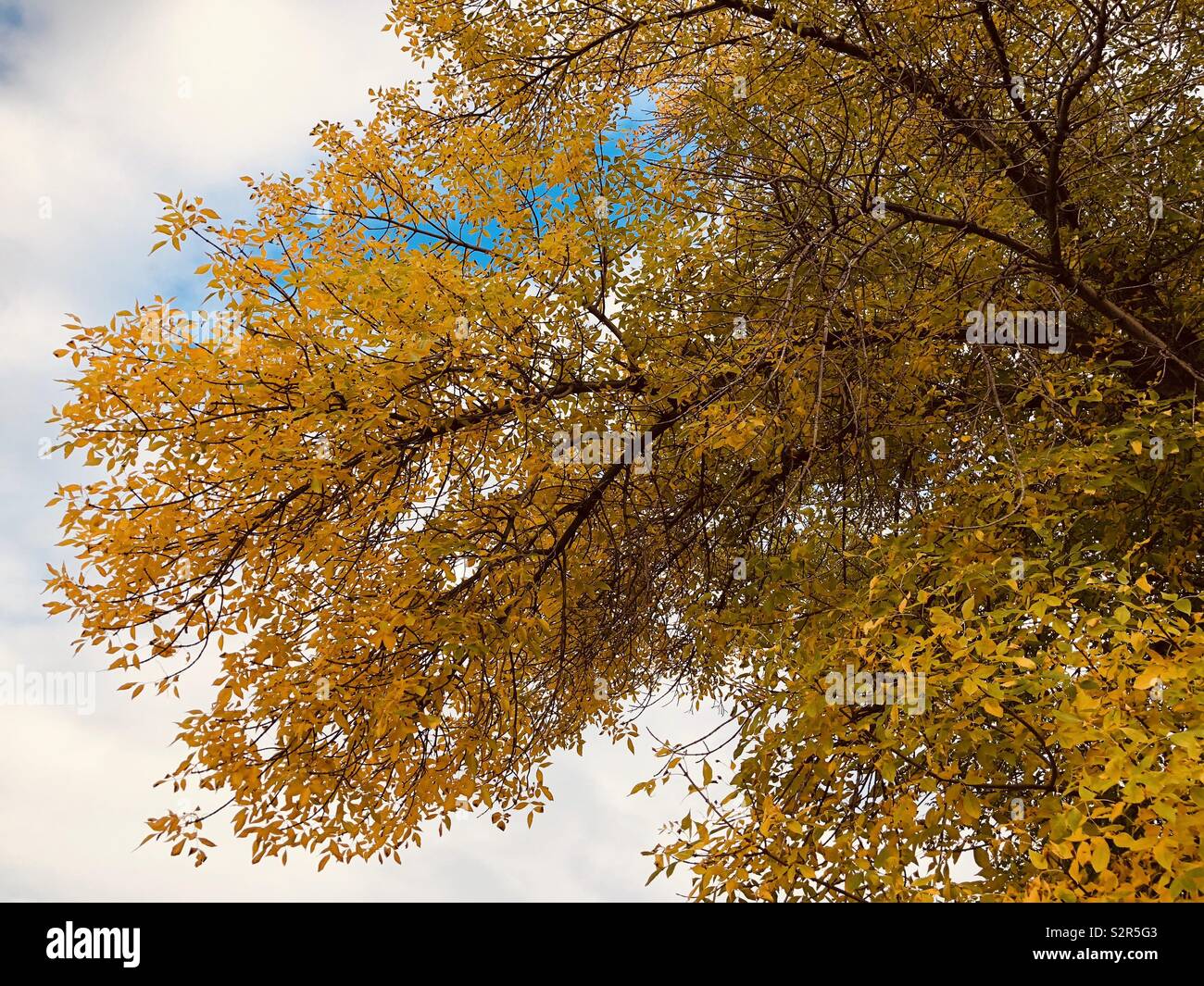 Fall leaves changing colour Stock Photo - Alamy
