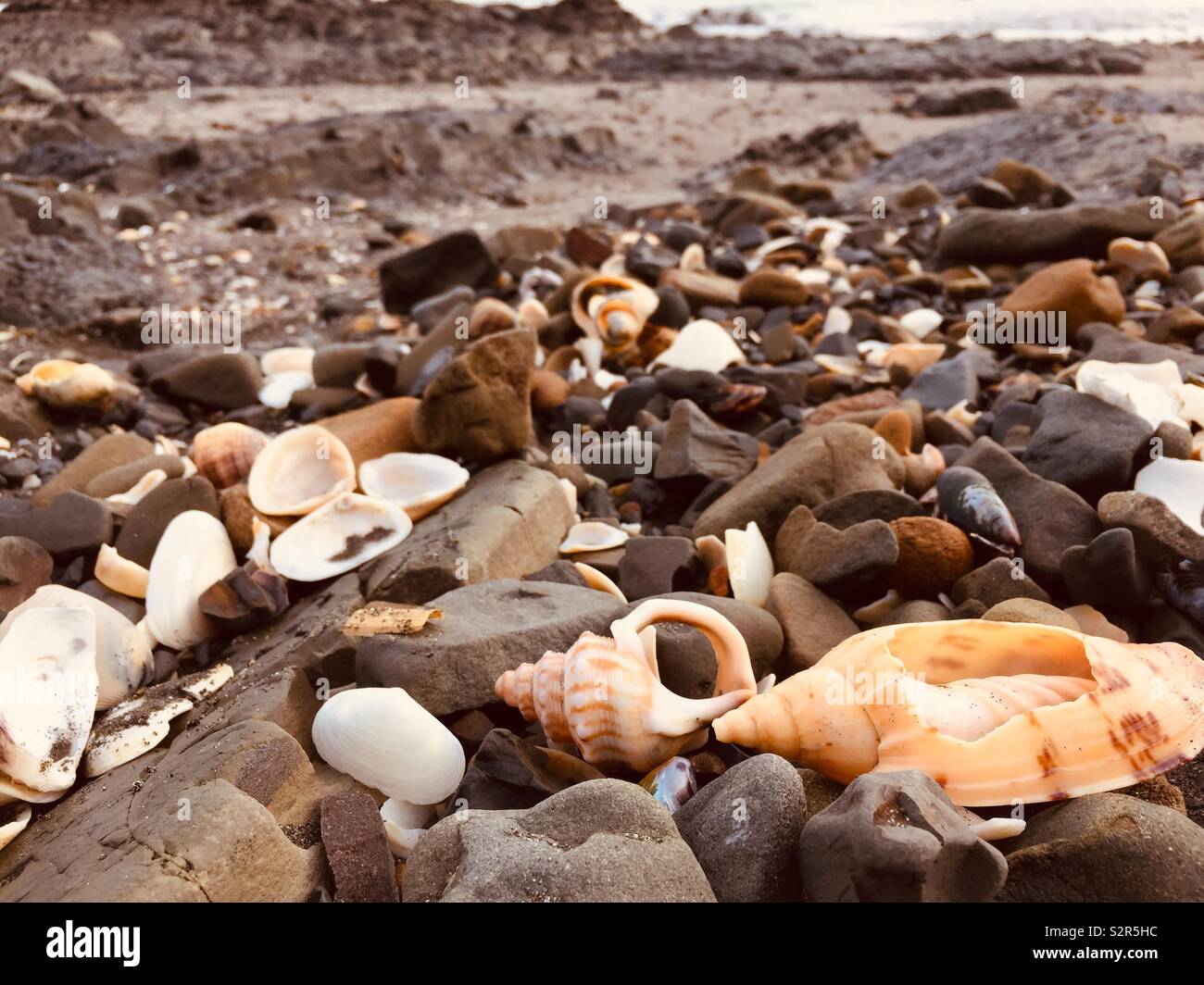 Rocky shells hi-res stock photography and images - Alamy