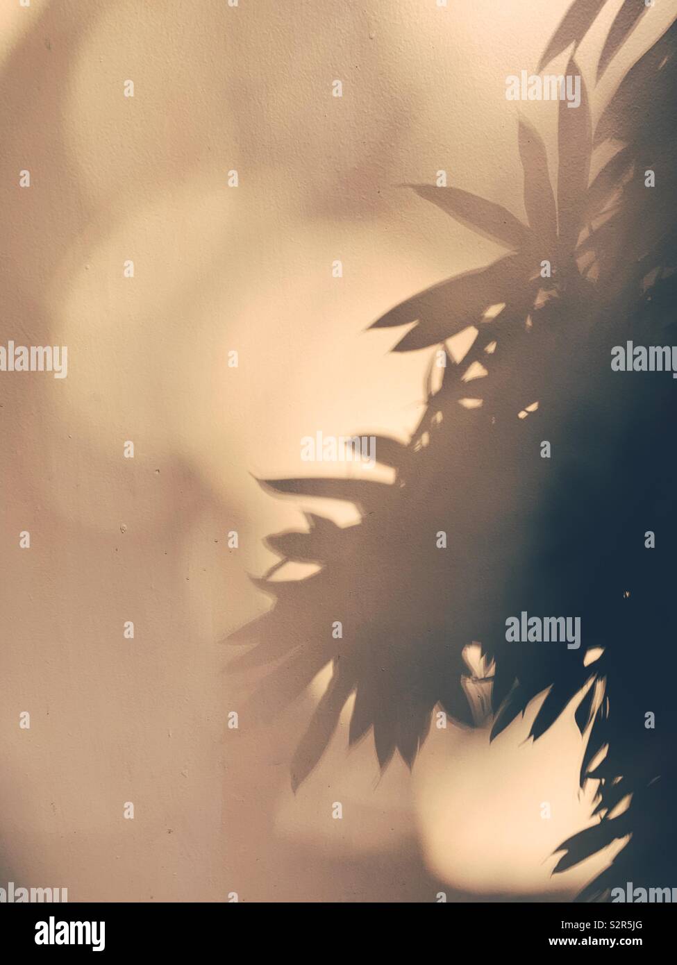 Shadow of leaves on wall Stock Photo - Alamy