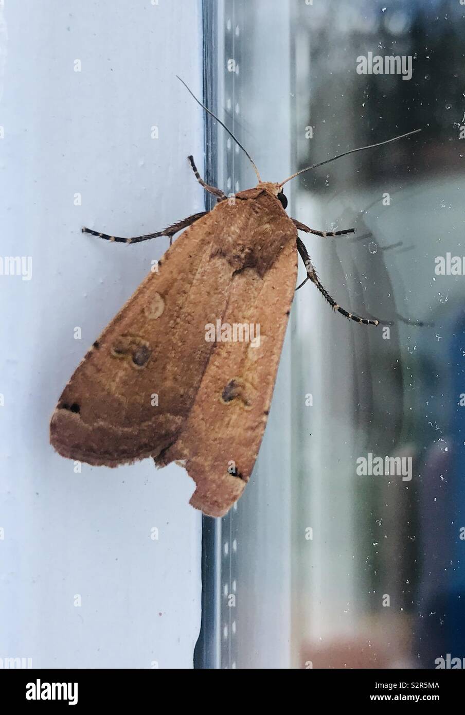 A square spot rustic moth Stock Photo - Alamy