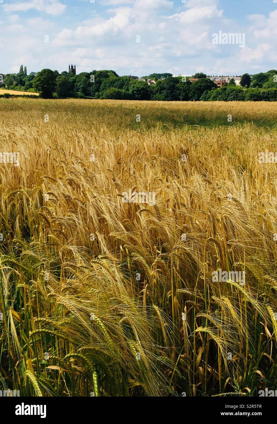 Corn ripening in the field in a Yorkshire village Stock Photo - Alamy