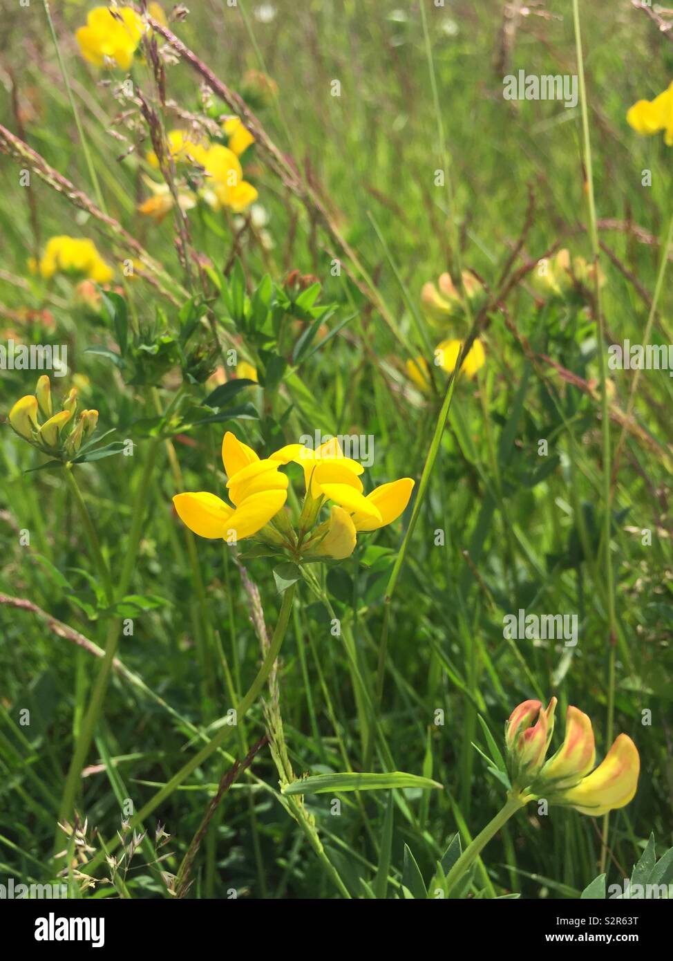 Bird’s foot Trefoil in heathland Stock Photo - Alamy