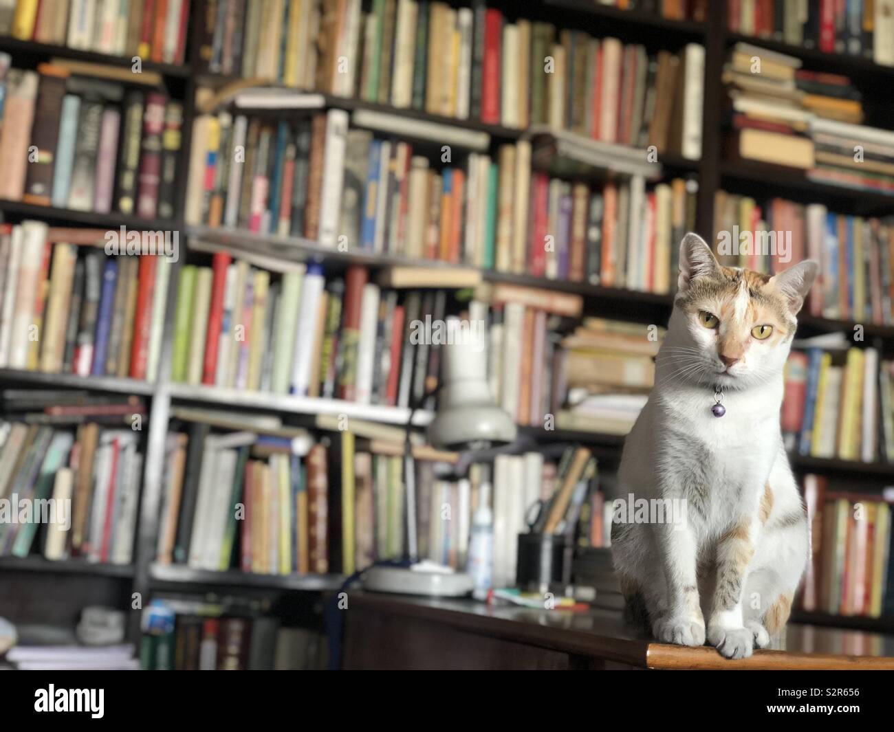 Cat in the library Stock Photo - Alamy