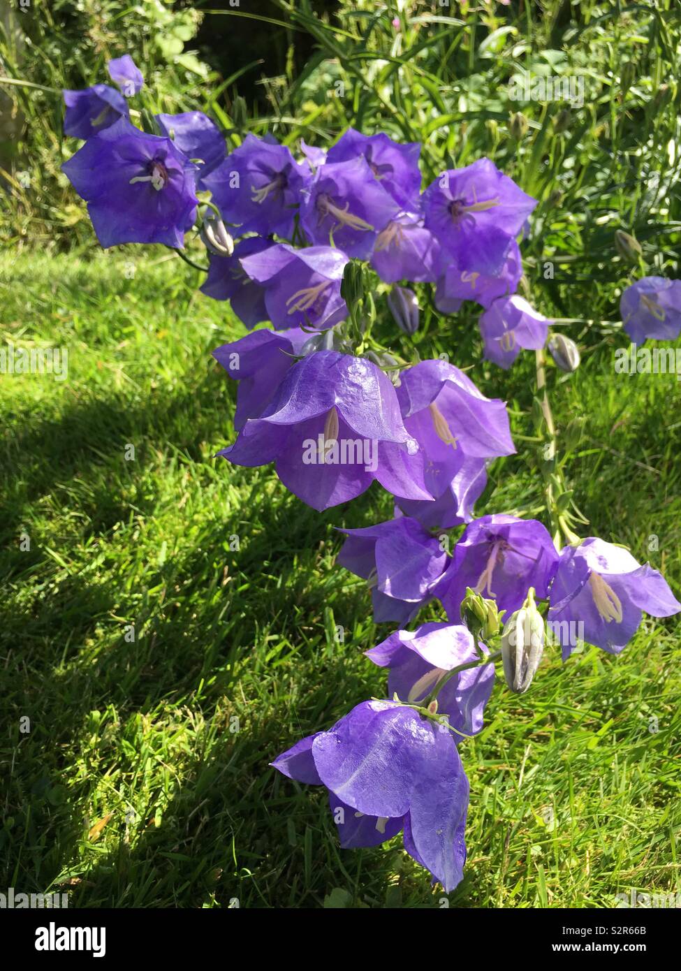 Harebells hi-res stock photography and images - Alamy