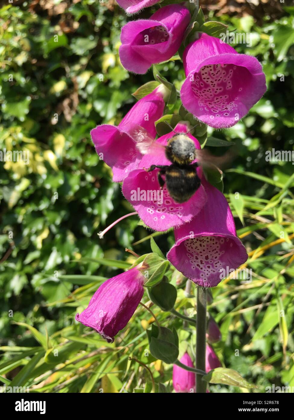 Honey bee on foxglove Stock Photo - Alamy