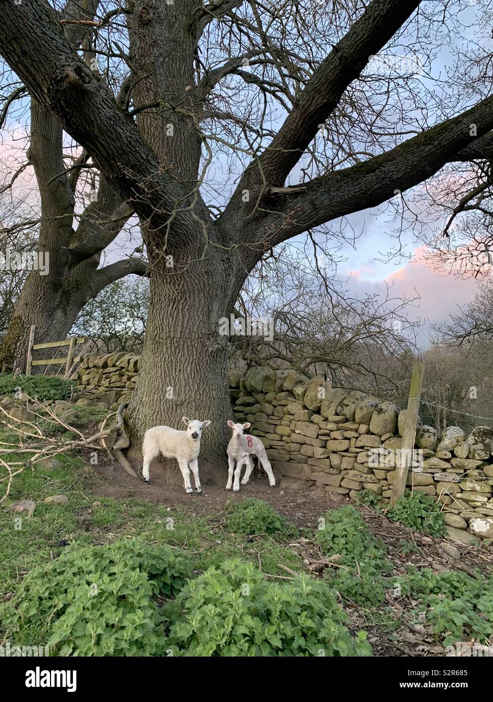 Lambing Time High Resolution Stock Photography and Images - Alamy