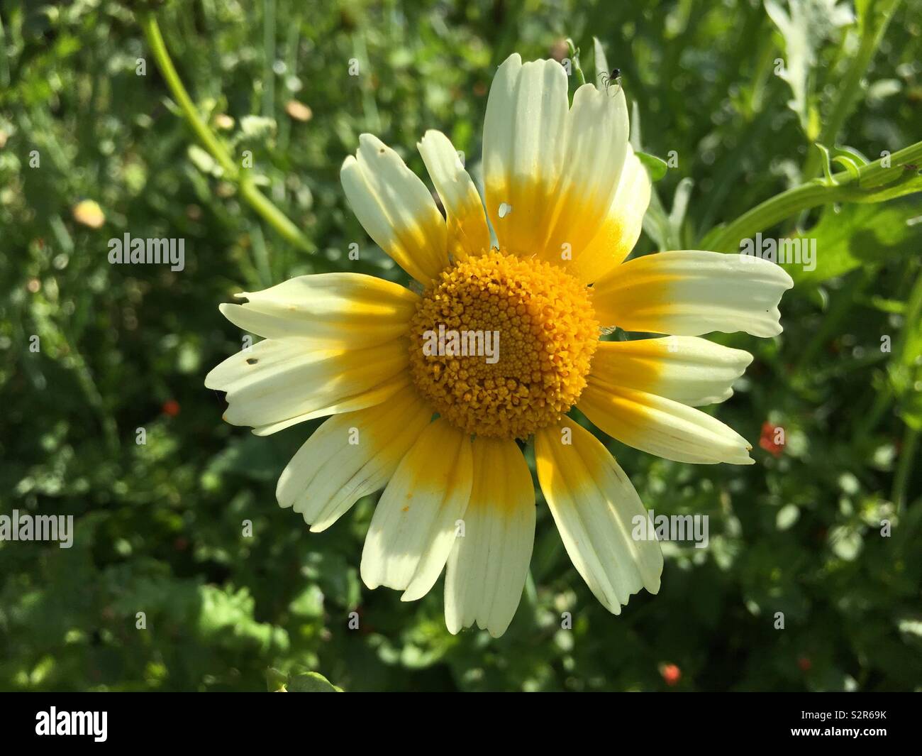 Corn daisy close up Stock Photo - Alamy