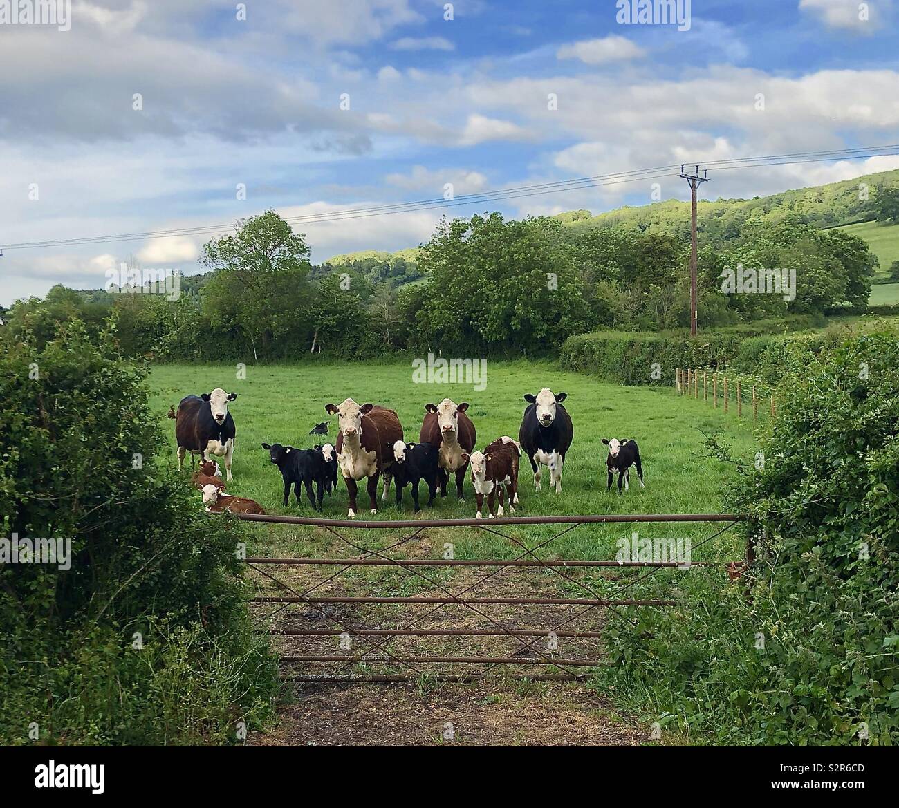 Cows in field Stock Photo - Alamy