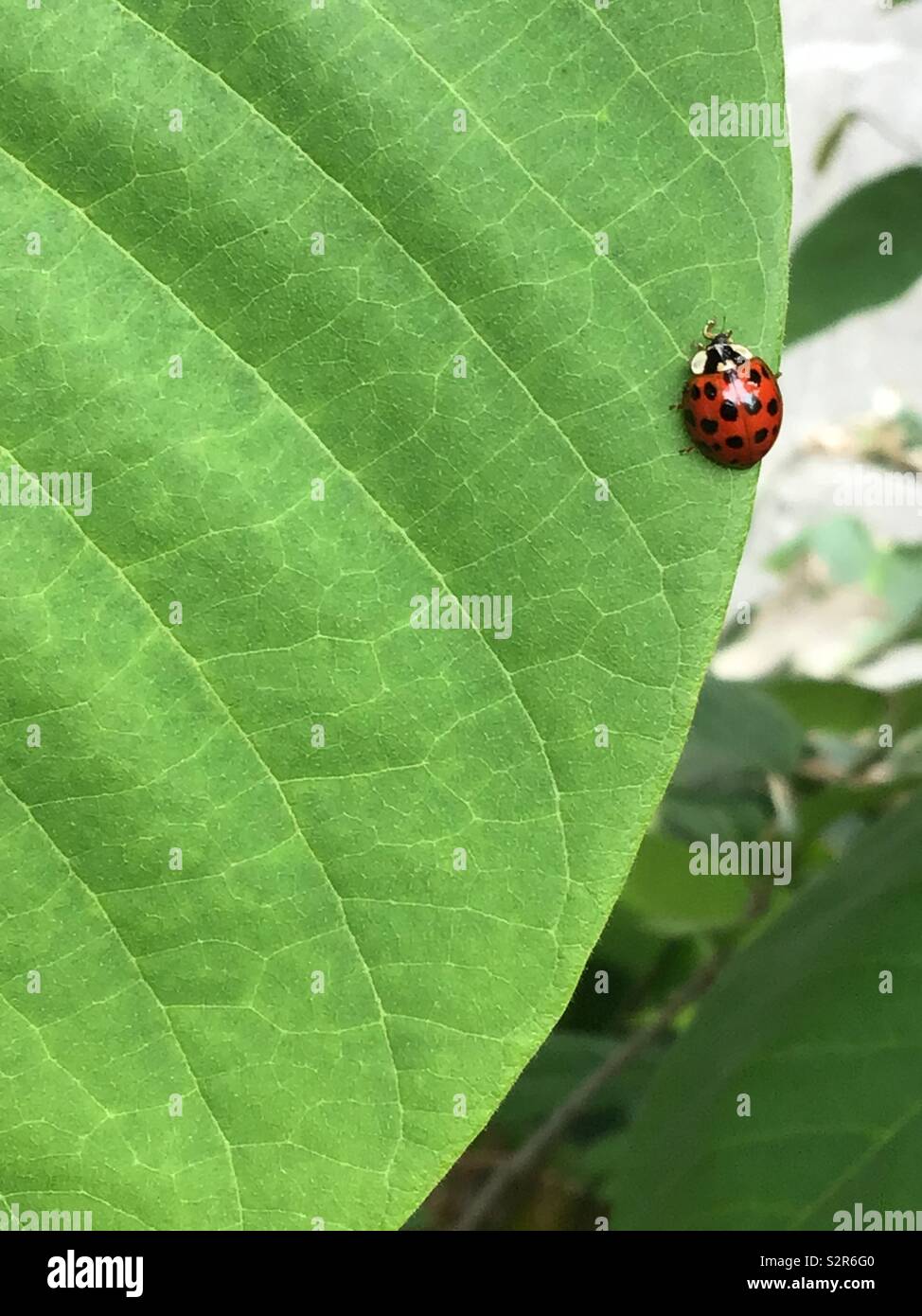 Insecto verde hi-res stock photography and images - Alamy