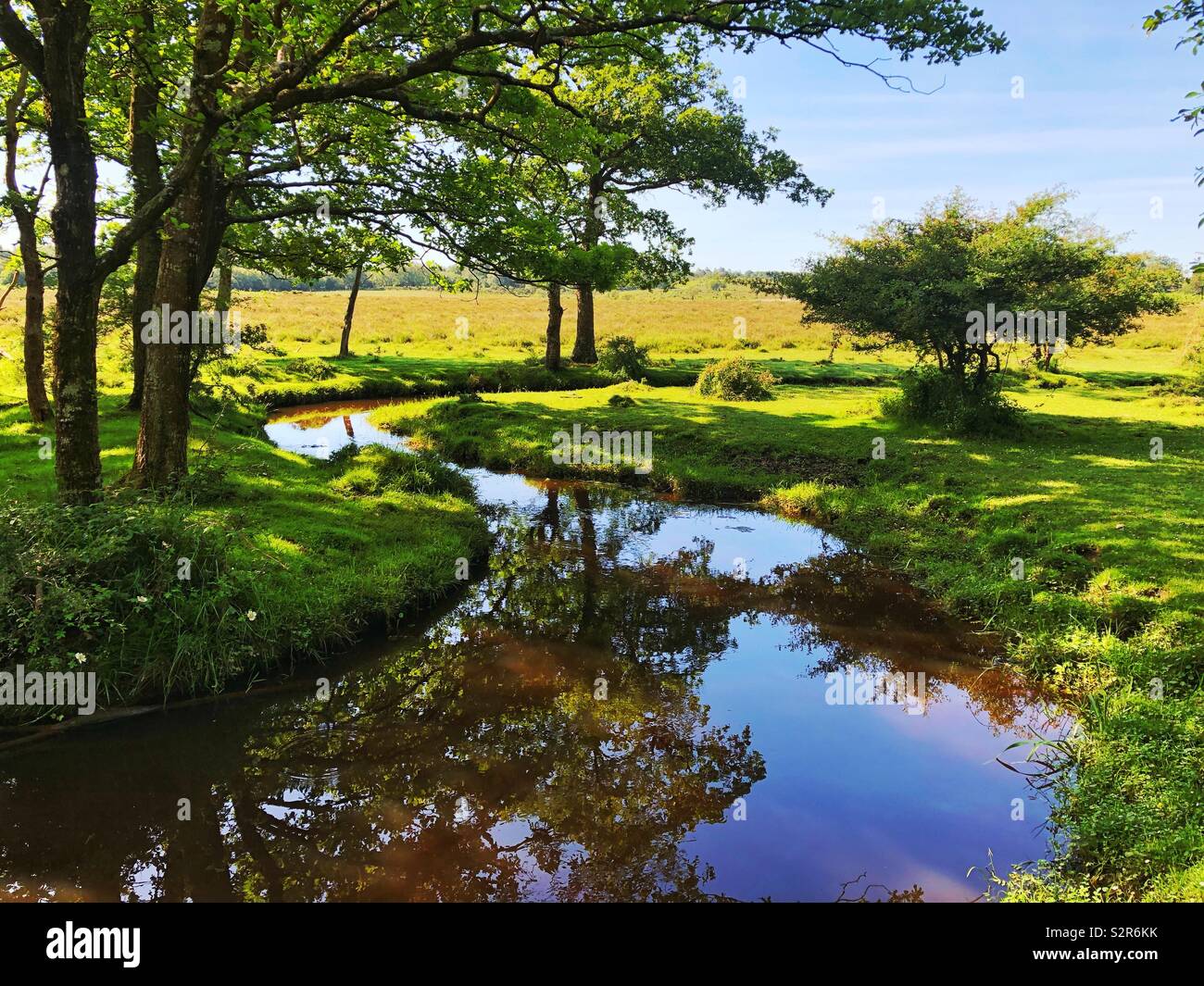New Forest National Park Stream Stock Photo - Alamy