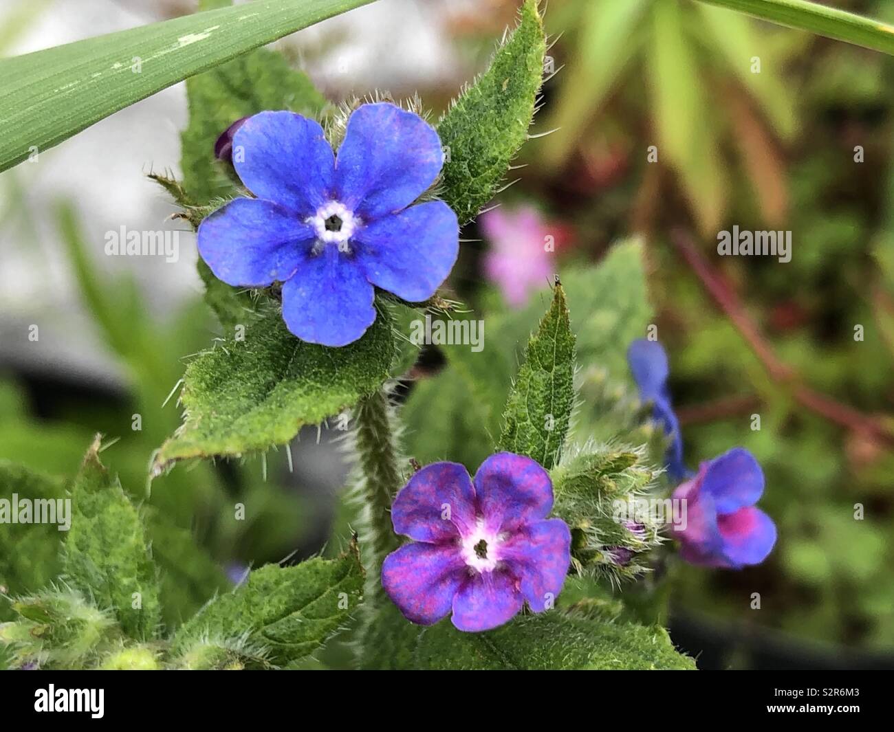 Alkanet flowers hi-res stock photography and images - Alamy