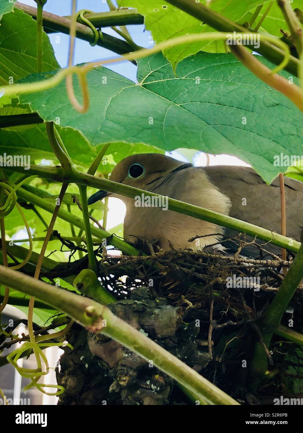 Pigeon grape hi-res stock photography and images - Alamy