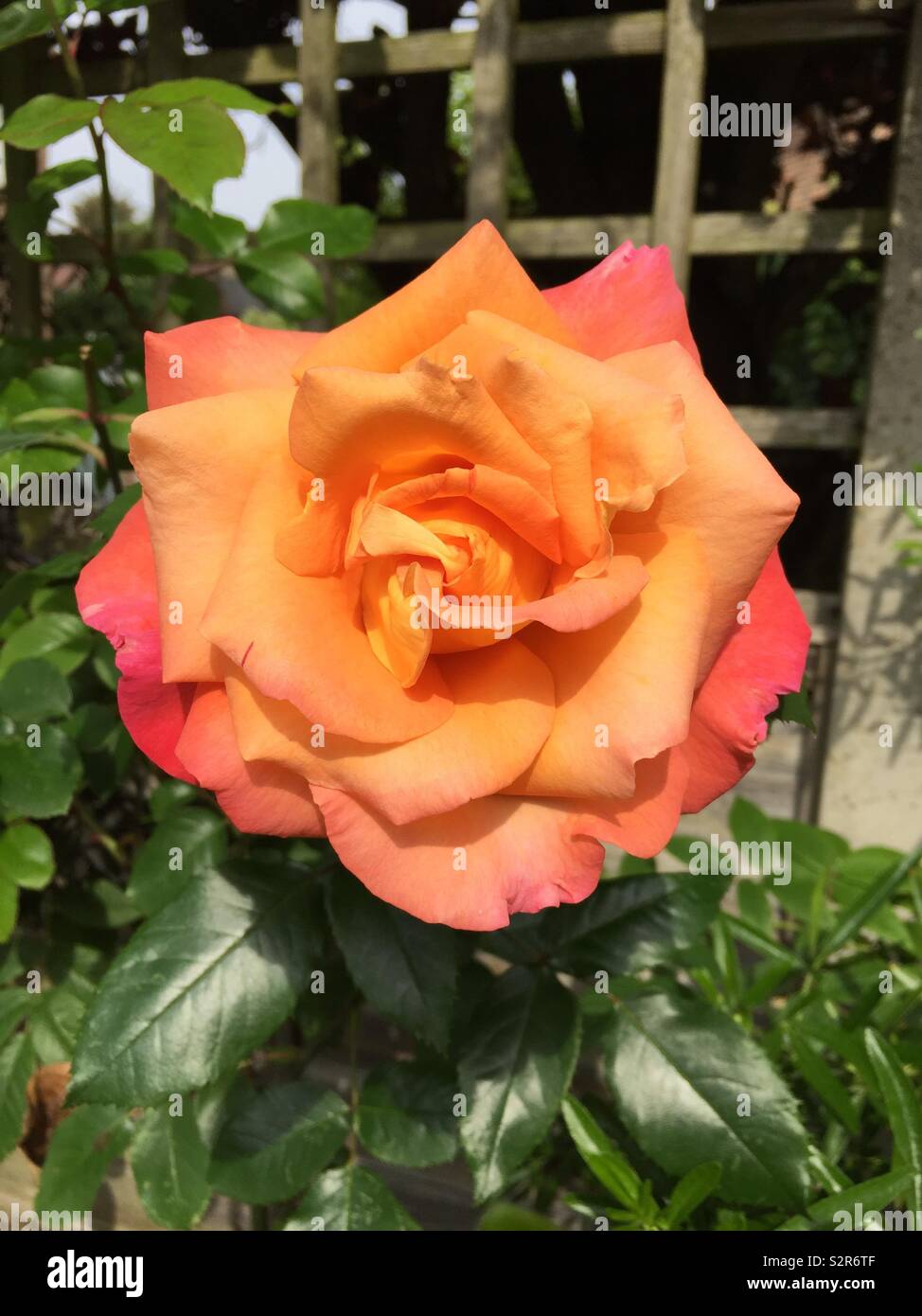 Peach garden rose Stock Photo - Alamy