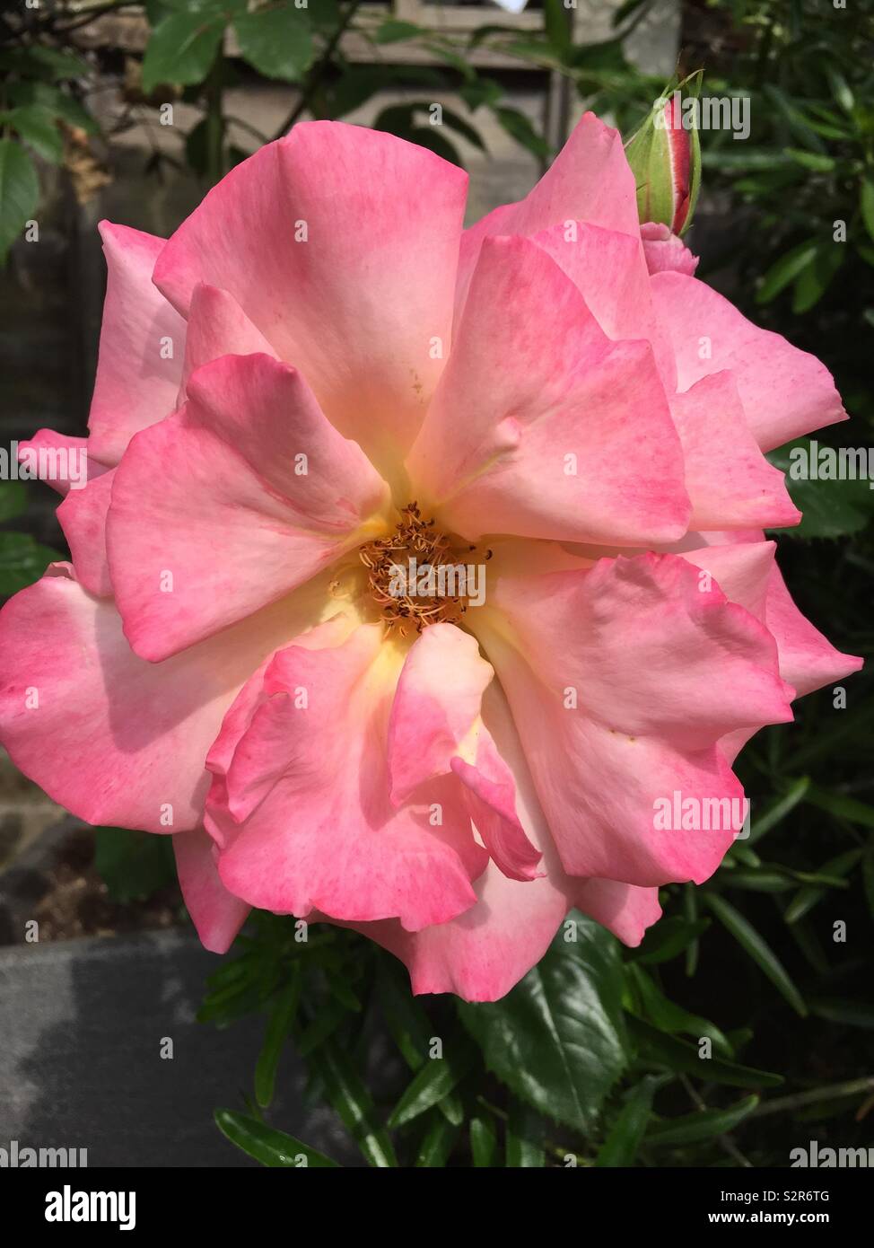 Open garden rose Stock Photo - Alamy