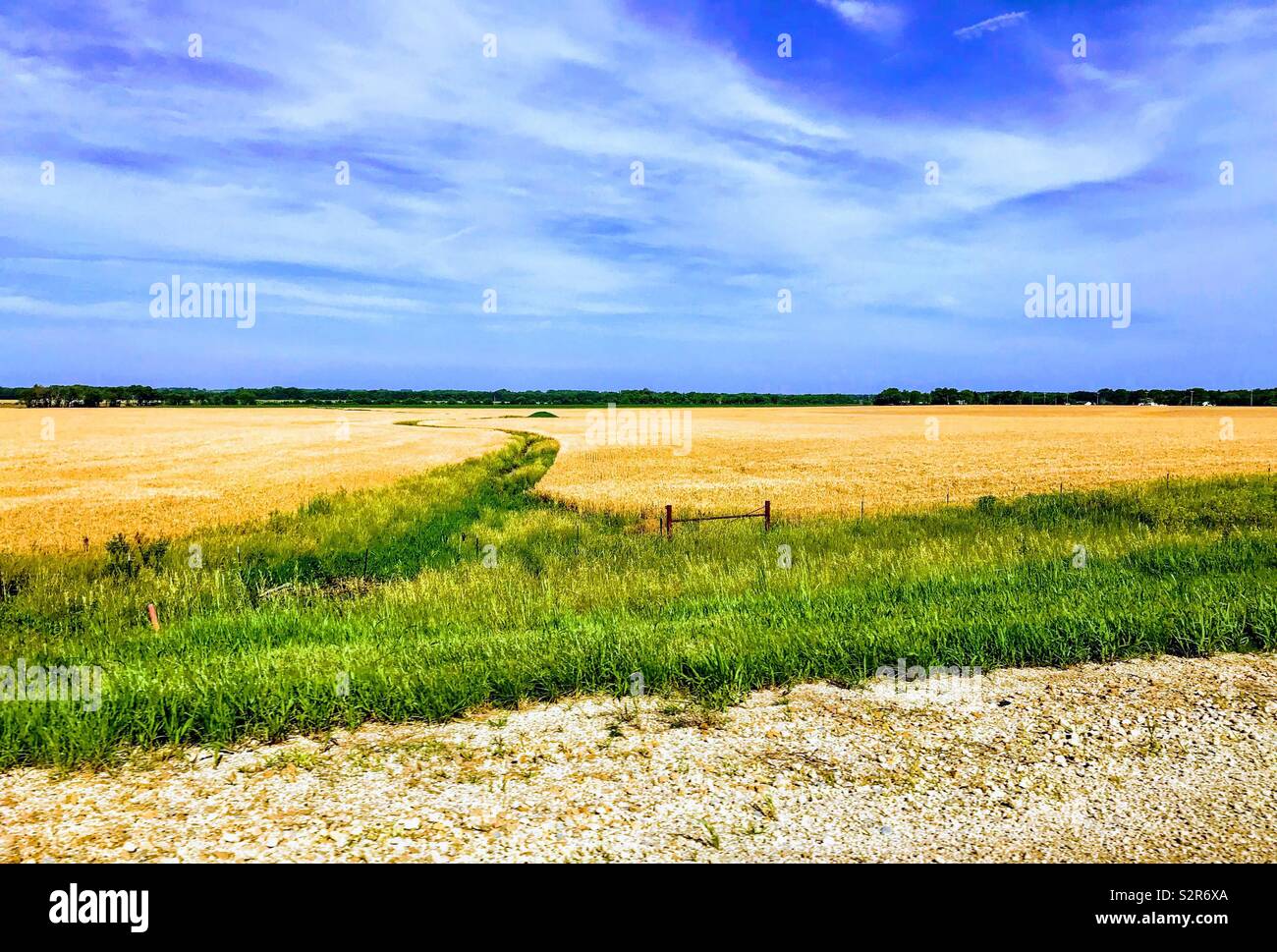 Gold fields hi-res stock photography and images - Alamy