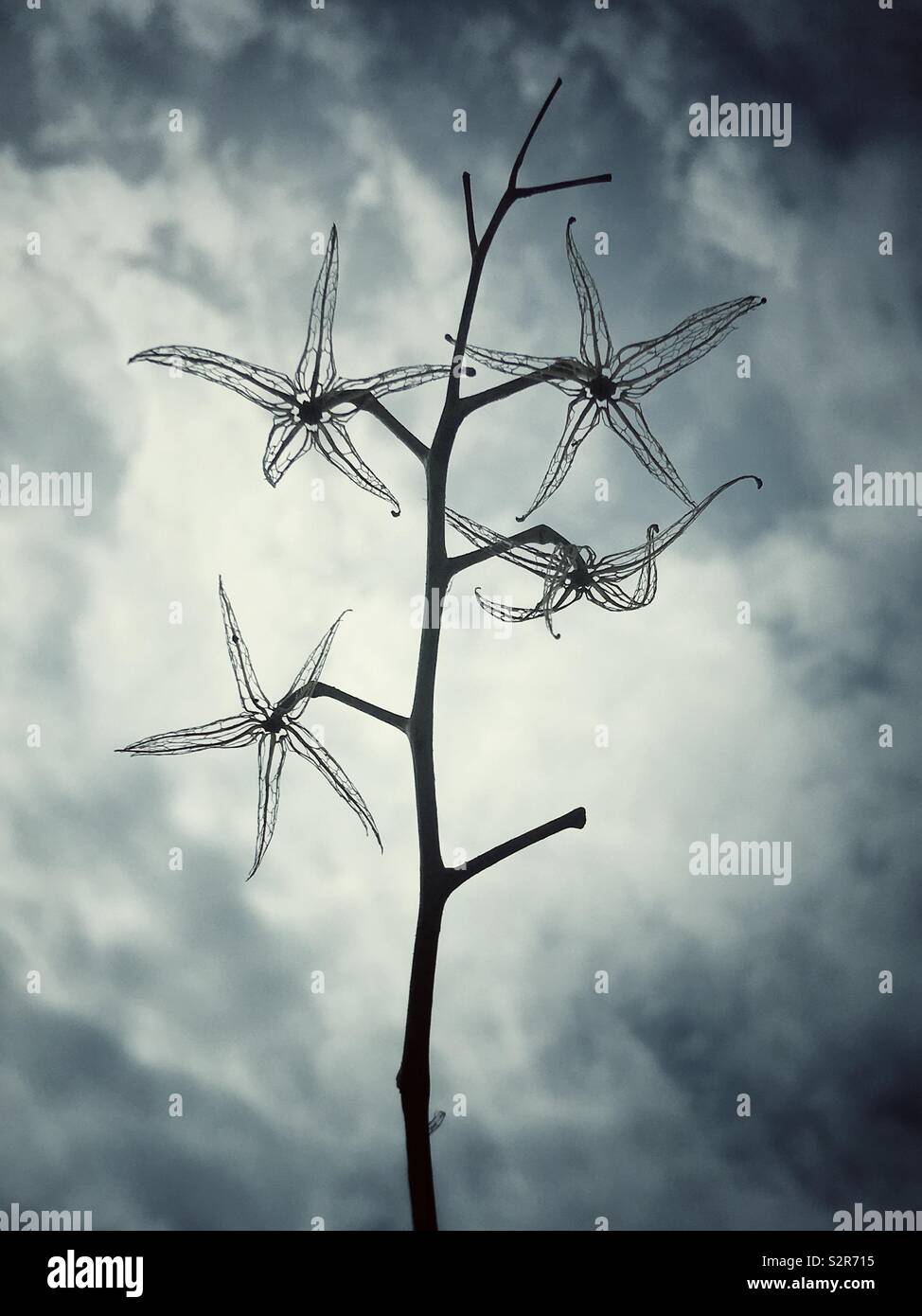 Dried tomato stalk skeleton against an overcast sky Stock Photo - Alamy
