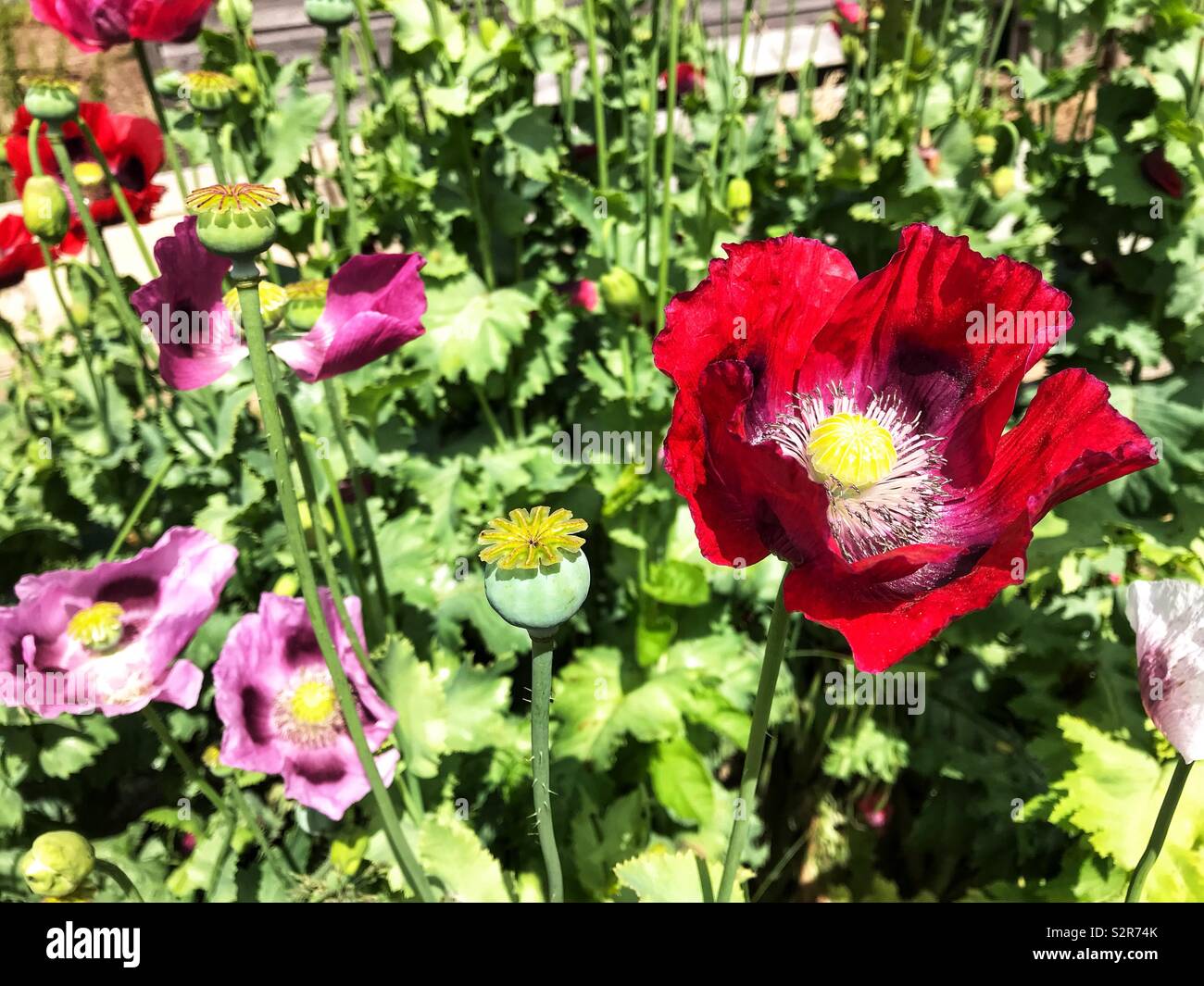 June bloom hi-res stock photography and images - Alamy