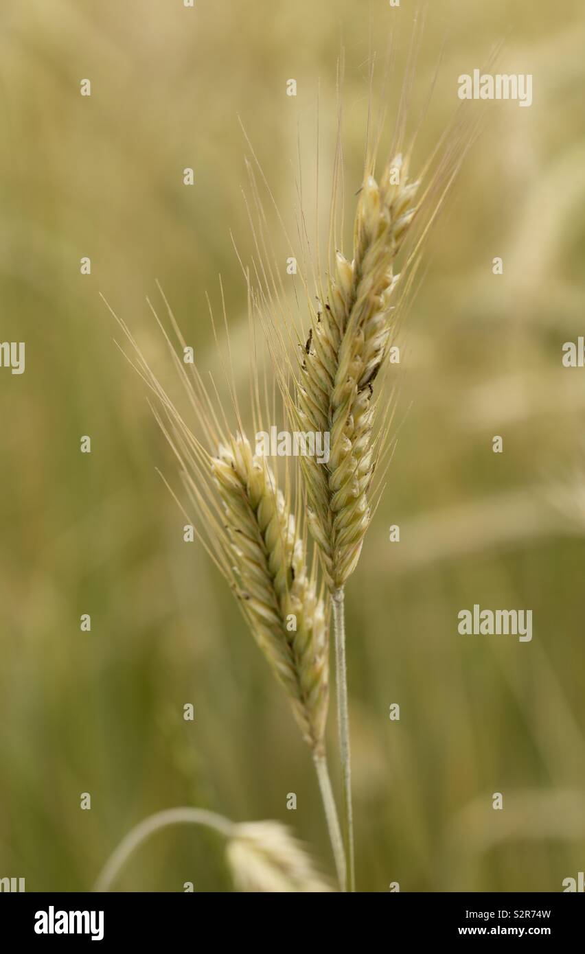 Field Ryes High Resolution Stock Photography and Images - Alamy