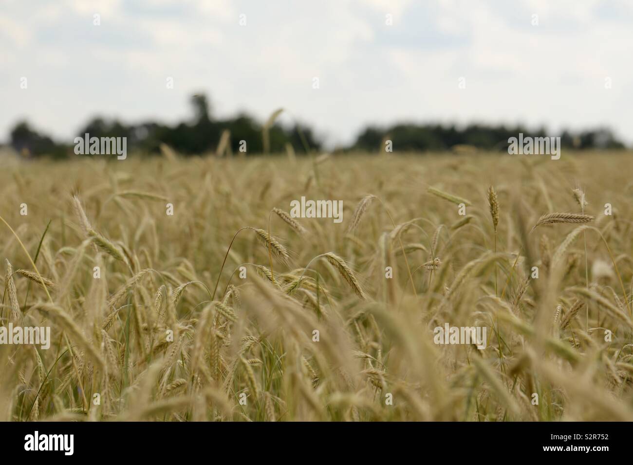 Wheat, barley, rye, and oats hi-res stock photography and images - Alamy