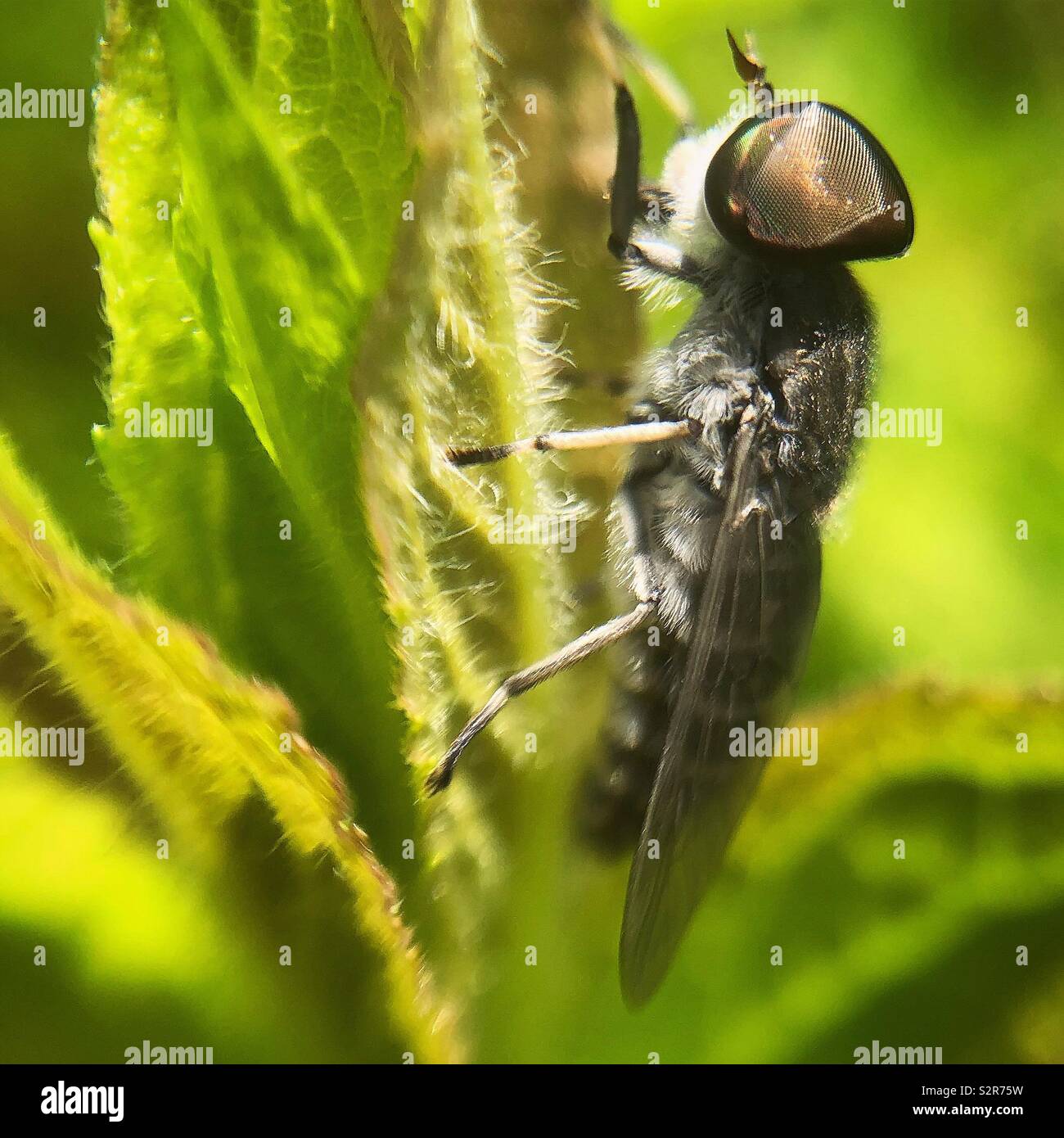 Striped horse hi-res stock photography and images - Alamy