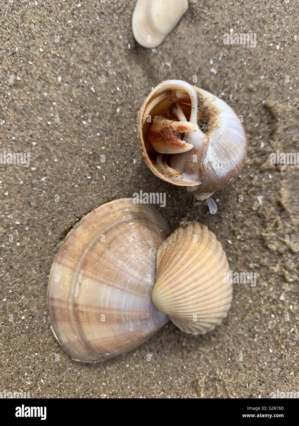 Crab shells hi-res stock photography and images - Alamy