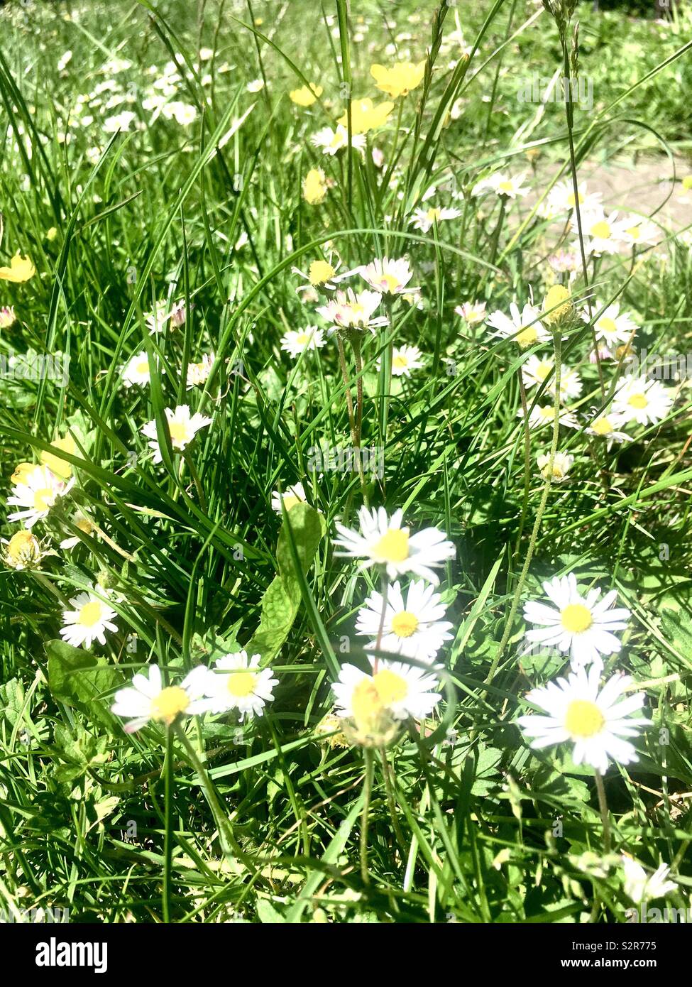 Grass with wild flowers hi-res stock photography and images - Alamy