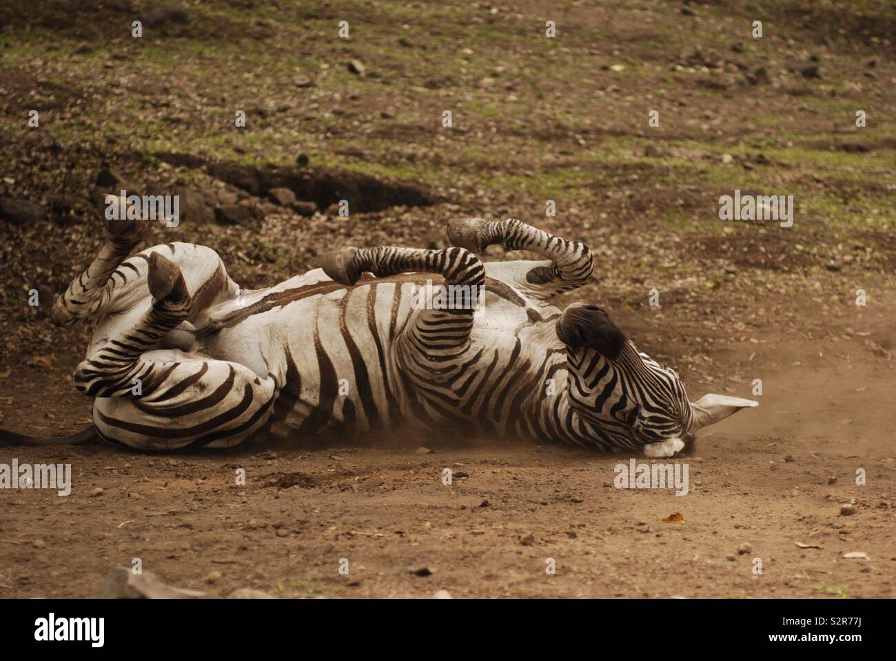Zebra rolling on back and showing his belly Stock Photo - Alamy