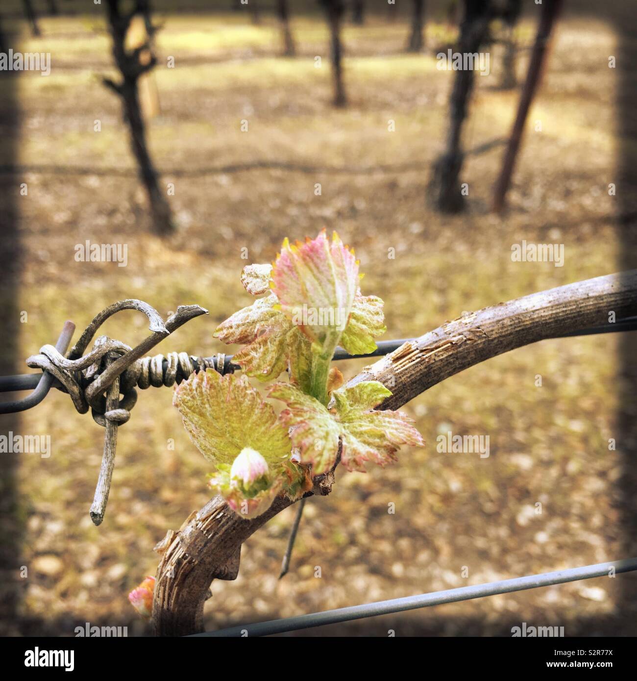 Grapevine bud break on barbed wire Stock Photo - Alamy