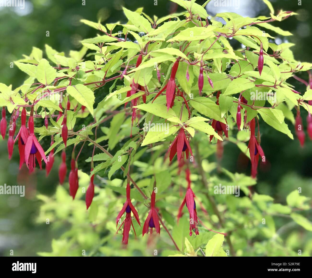 Genii hi-res stock photography and images - Alamy
