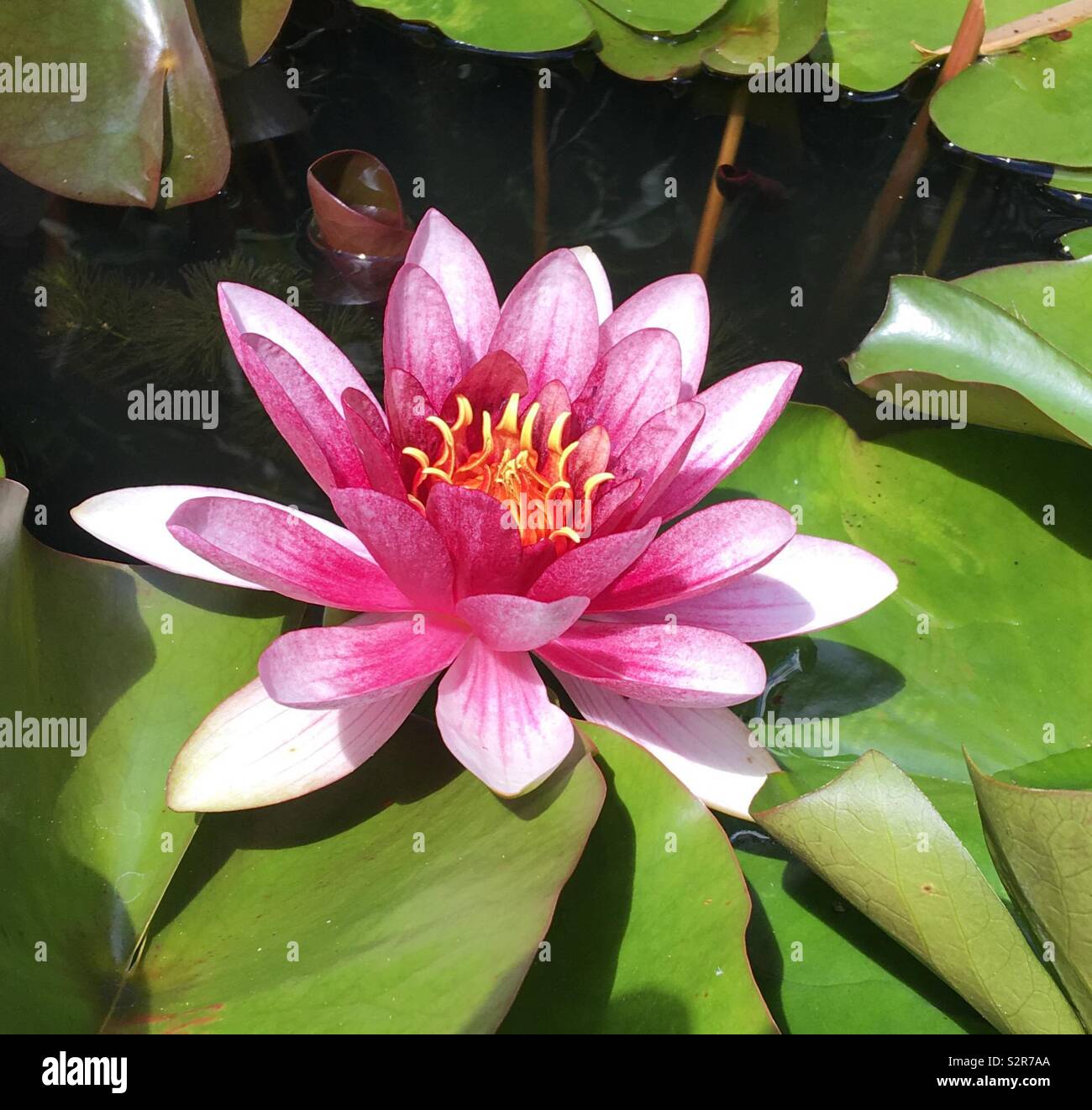 Pink water lily Stock Photo - Alamy