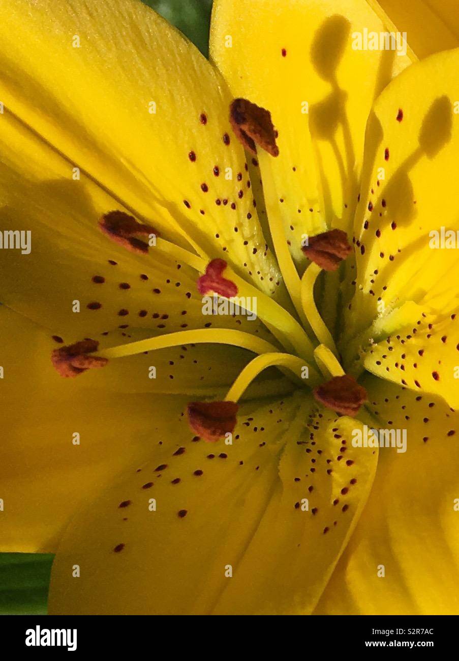 Yellow lilly hi-res stock photography and images - Alamy