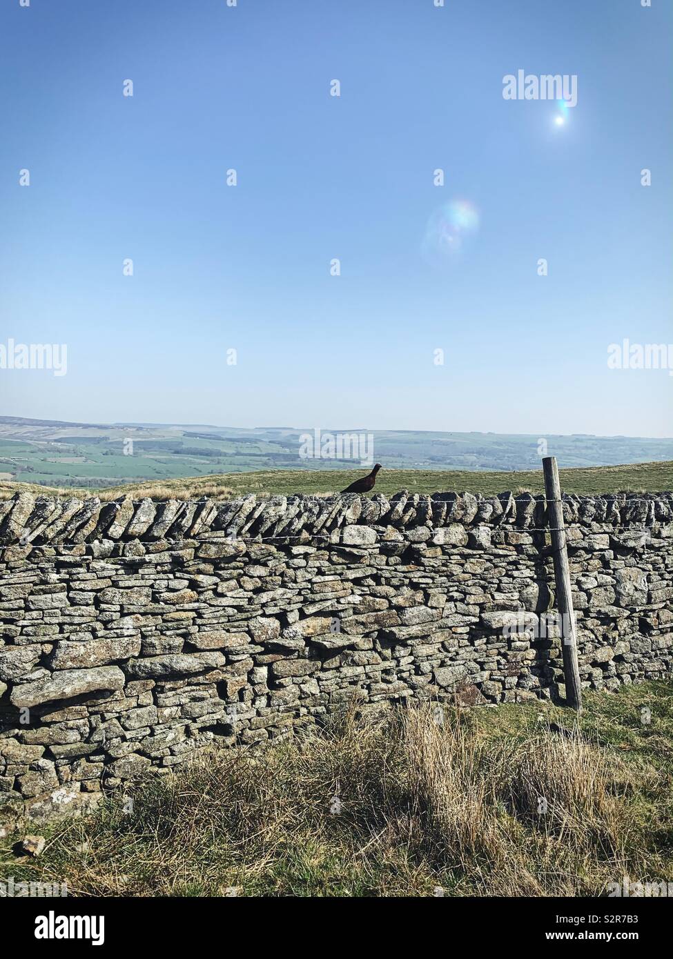 Countryside bird hi-res stock photography and images - Alamy