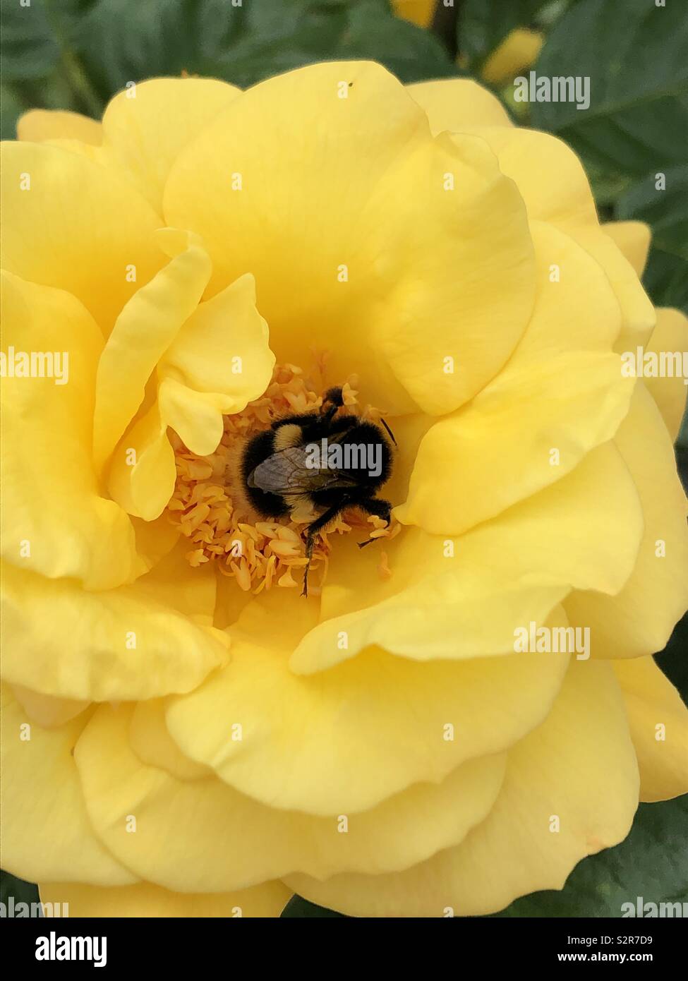 Bee rose hi-res stock photography and images - Alamy