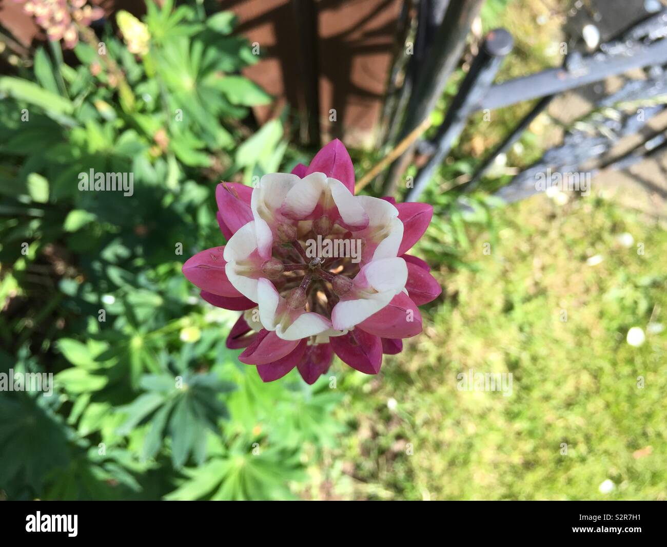 Red white flower hi-res stock photography and images - Alamy