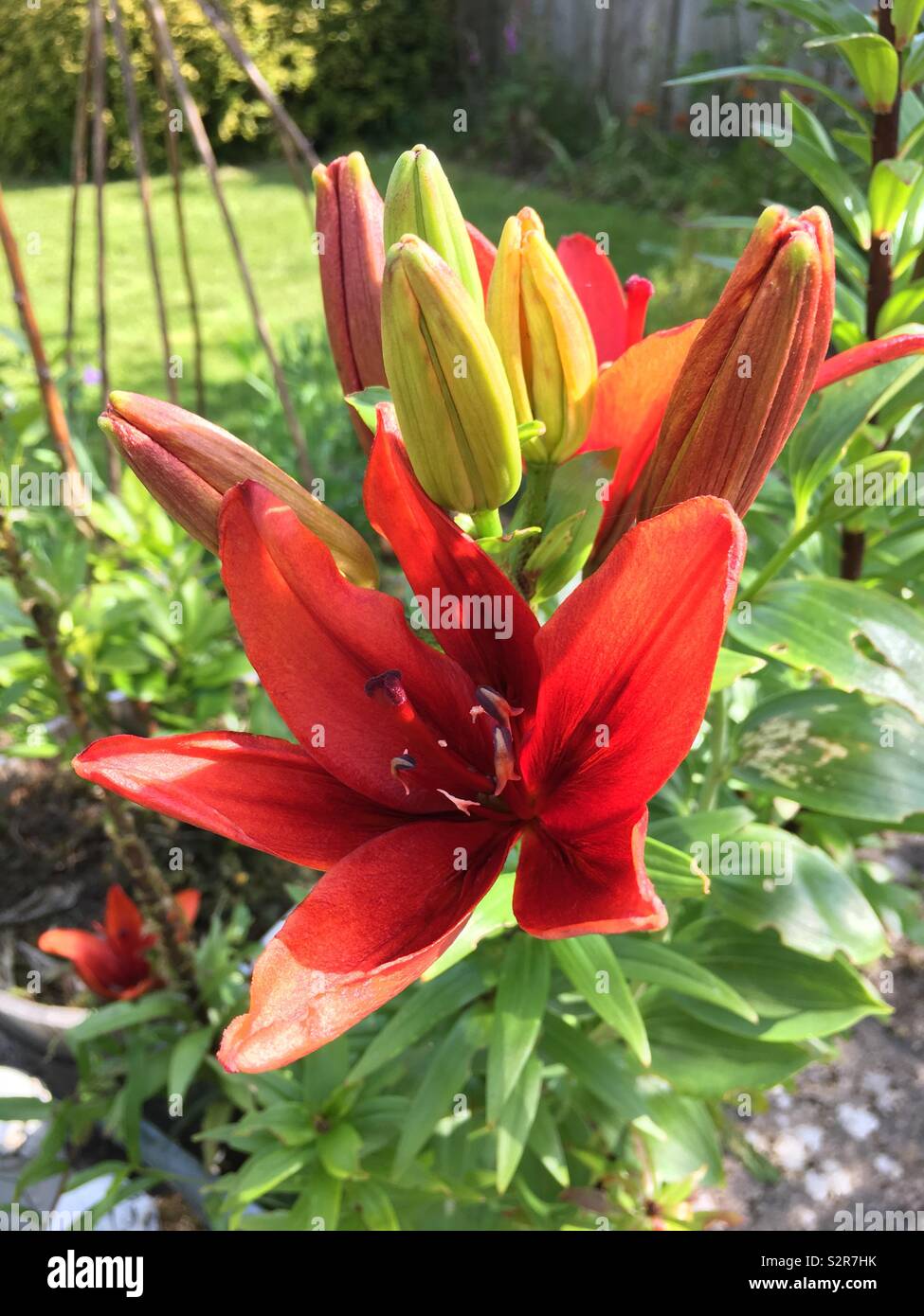 Orange lilies hi-res stock photography and images - Alamy