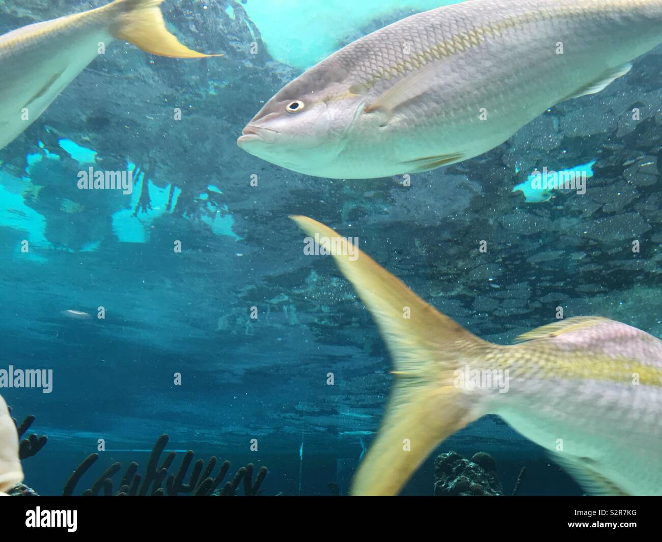 Yellowtail snapper, New York Aquarium, ocyurus chrysurus Stock Photo ...