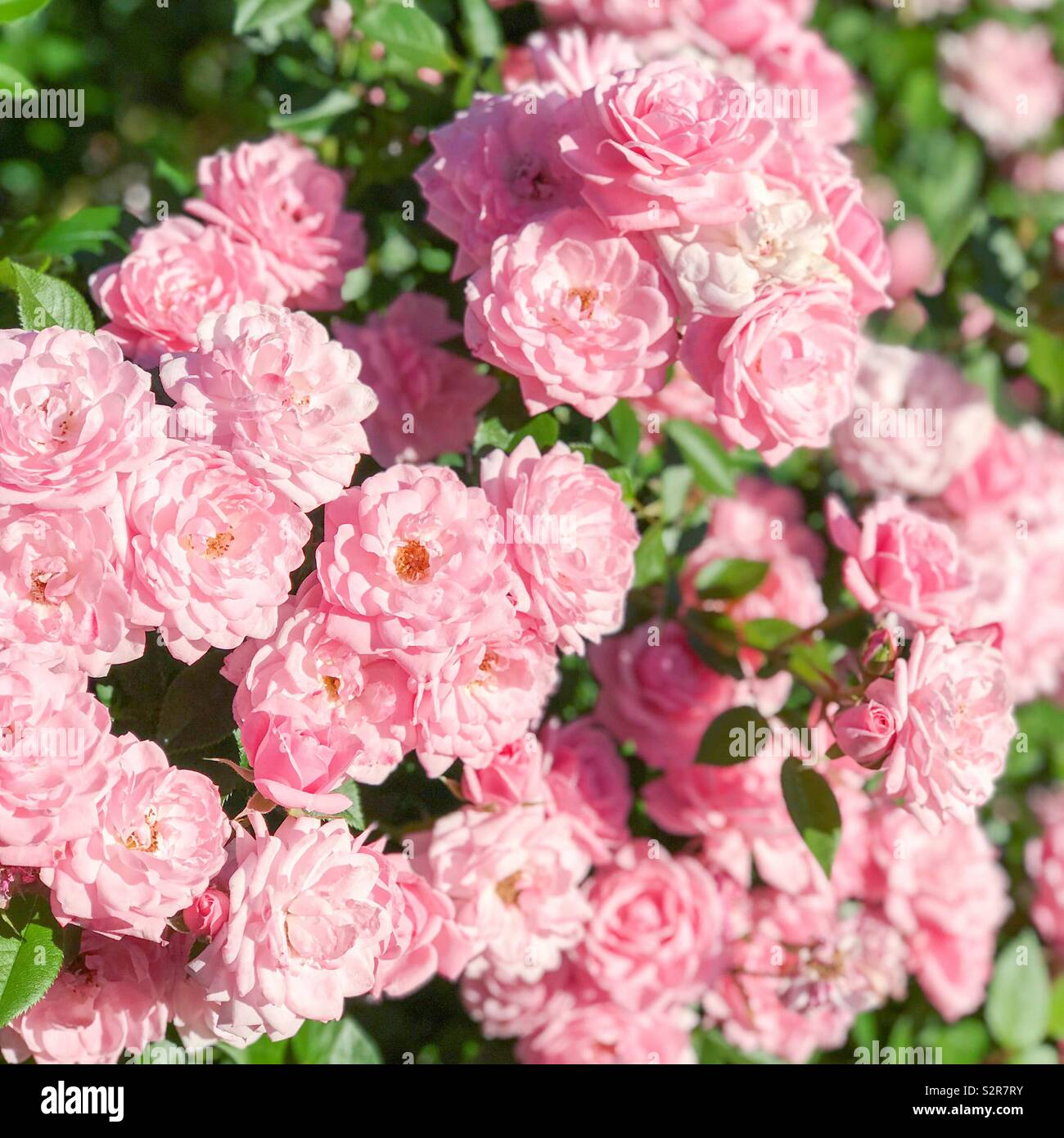 Magic hedge hi-res stock photography and images - Alamy