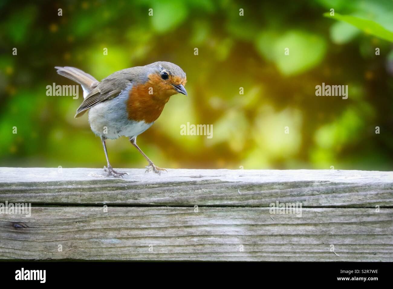 Little garden Robin Stock Photo - Alamy